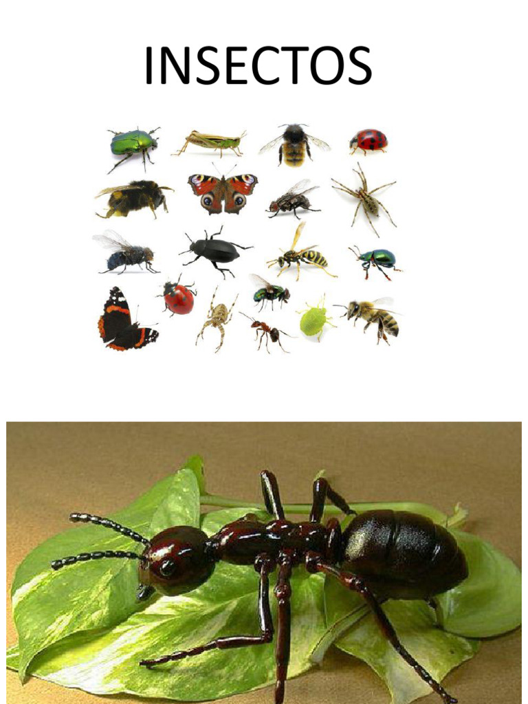 Insectos | PDF