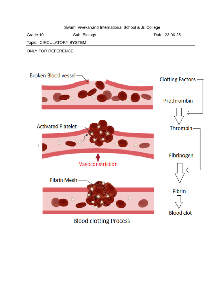 Grade 10 Biology: Circulatory System | PDF