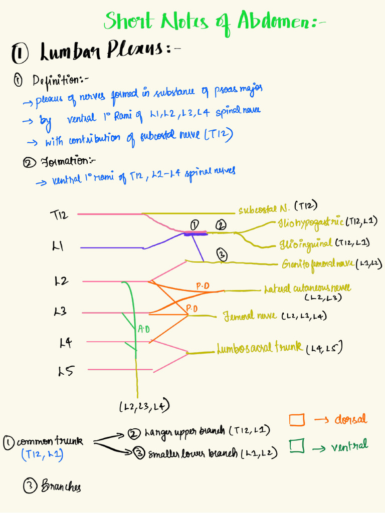 Abdomen Short Notes | PDF