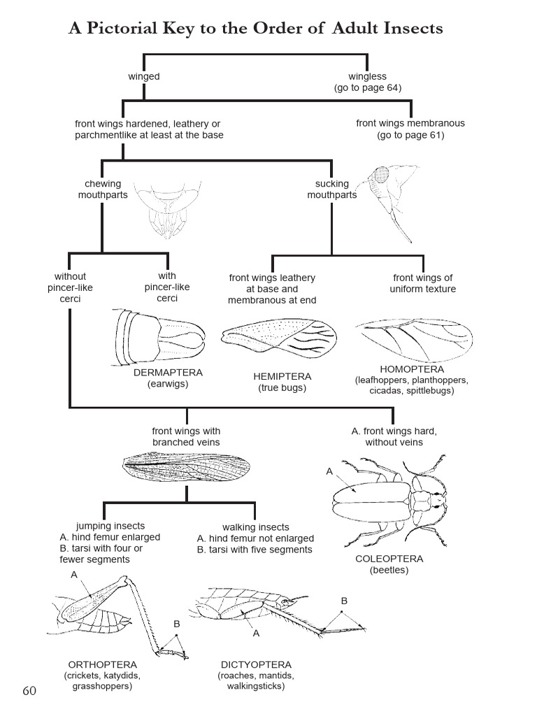 Insect Classification Guide: Orders & Features | PDF | Insects | Fly
