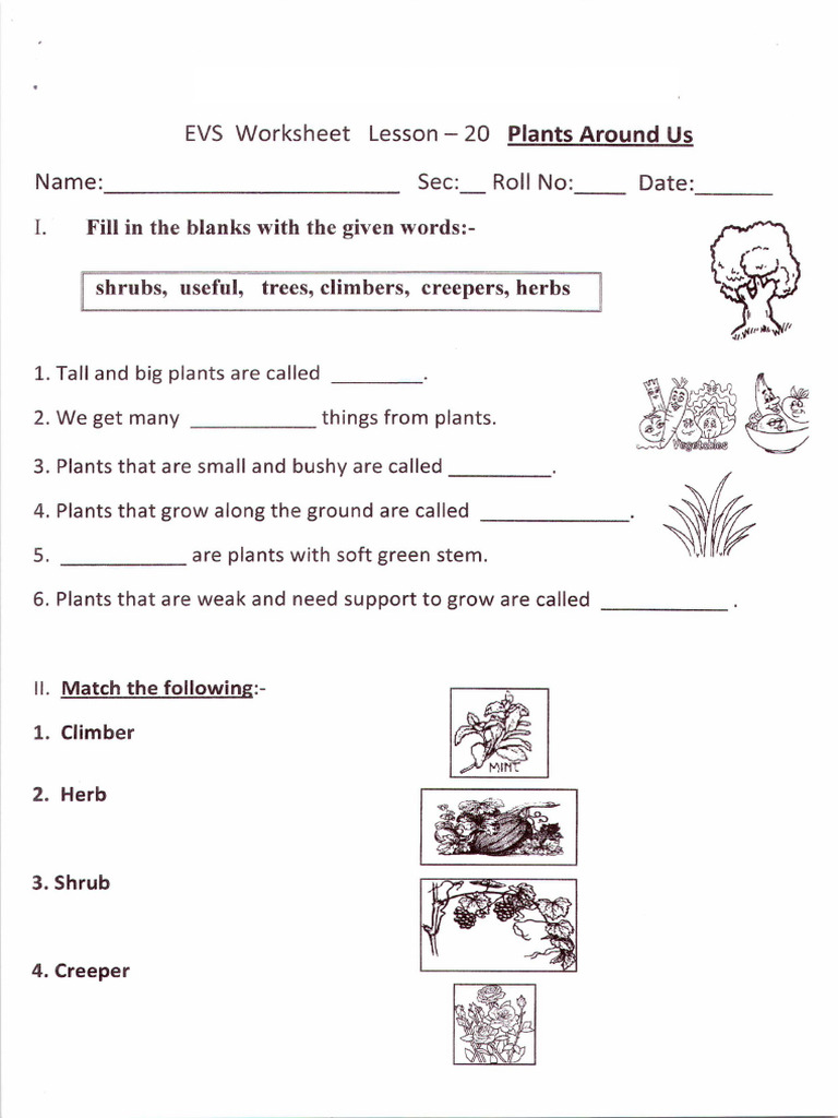 CBSE Class 1 EVS Worksheet - Plants Around Us | PDF