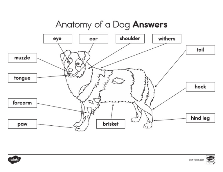 Answer Anatomy of A Dog Labeling Activity | PDF