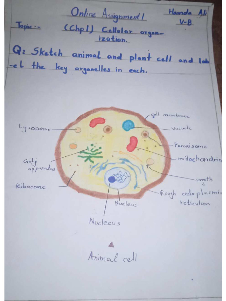 Hamda Ali Science Assign 1 | PDF
