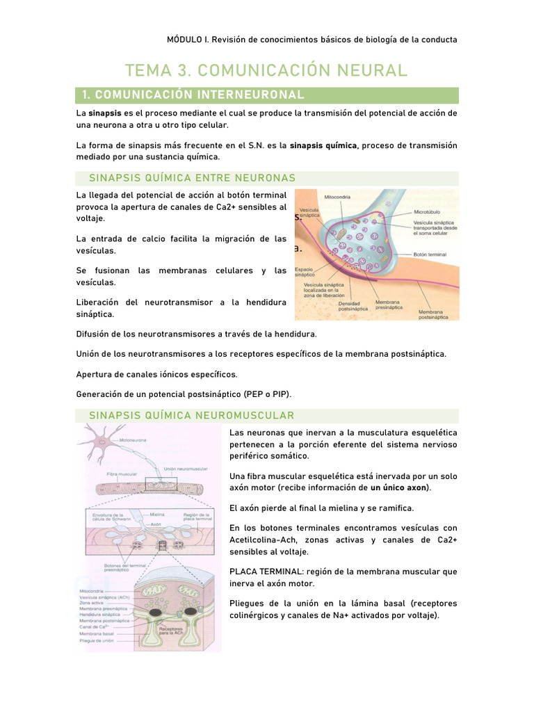 Tema 3. Comunicación Neural | PDF | Sinapsis | Unión neuromuscular