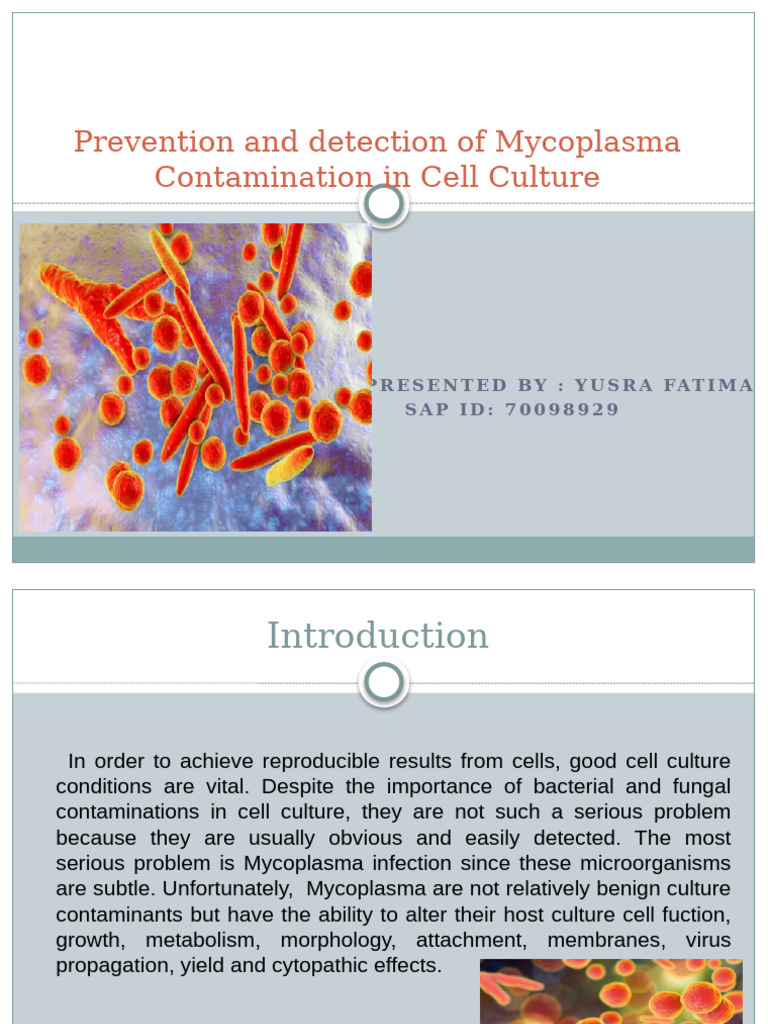 Prevention of Mycoplasma Contamination | PDF | Mycoplasma | Cell Culture