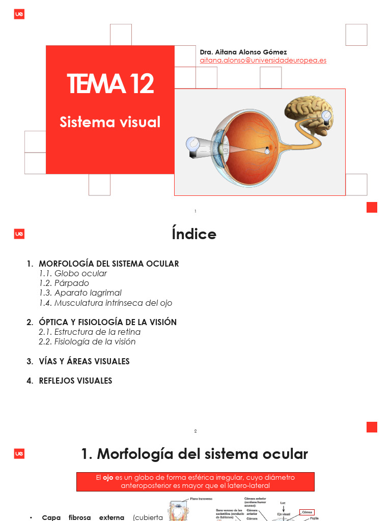 Morfología y fisiología del sistema ocular | PDF | Ojo humano ...