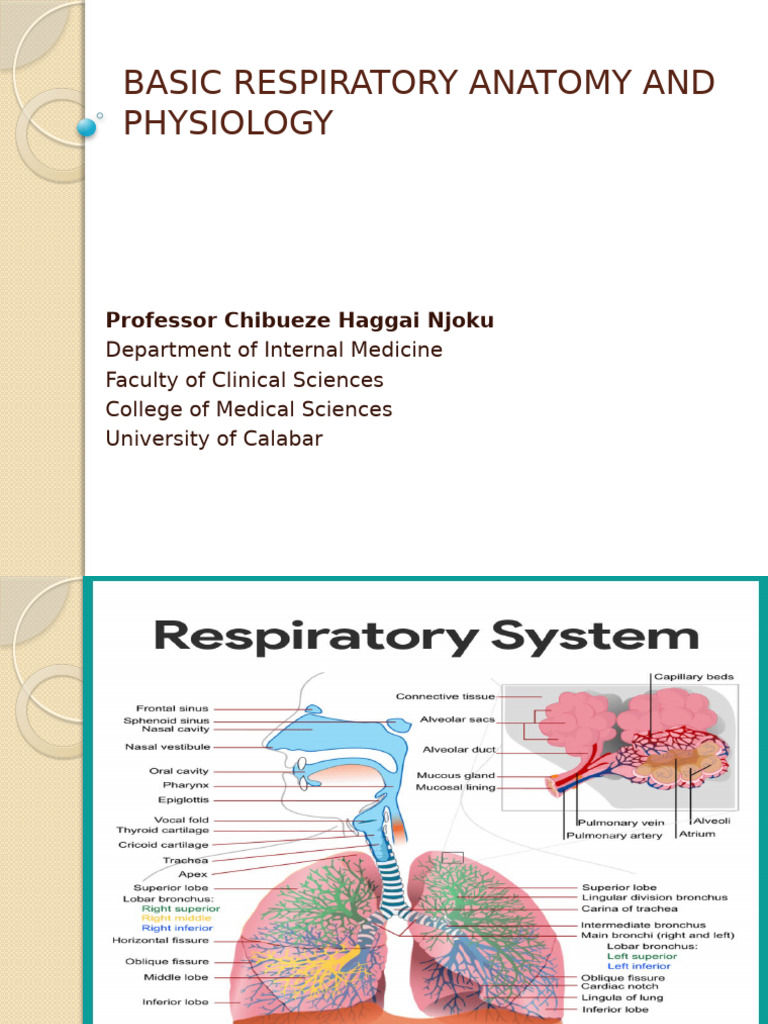 Basic Respiratory Anatomy and Physiology | PDF | Respiratory Tract | Lung