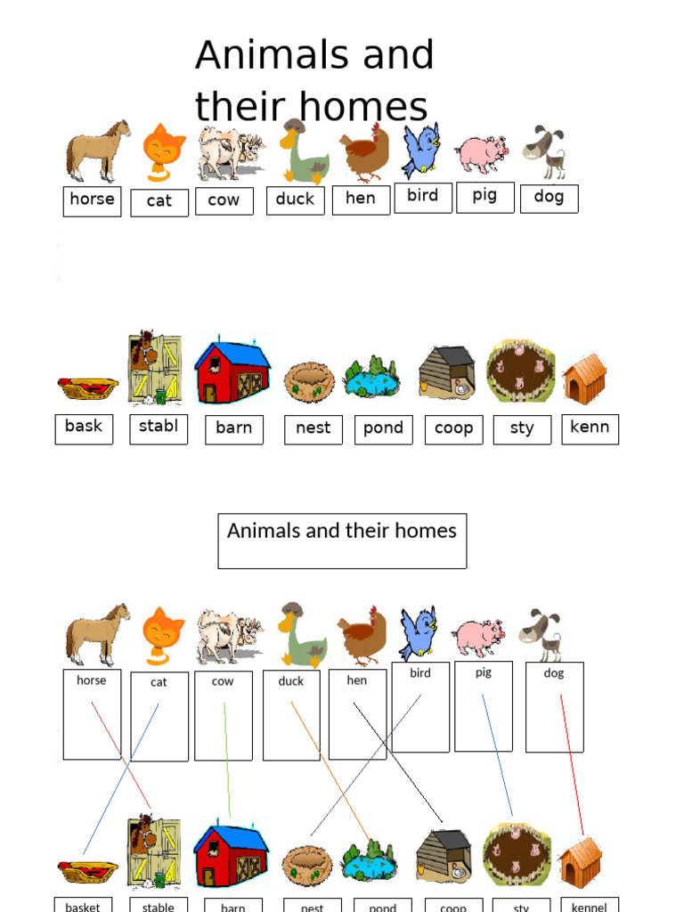 Animals and Their Homes Guide | PDF