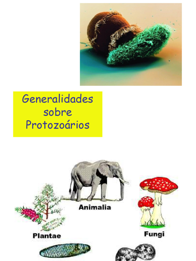 Introdução aos Protozoários: Estruturas e Funções | PDF