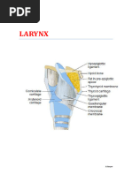 Anatomy of the Glottis and Subglottis | PDF | Larynx | Human Head And Neck