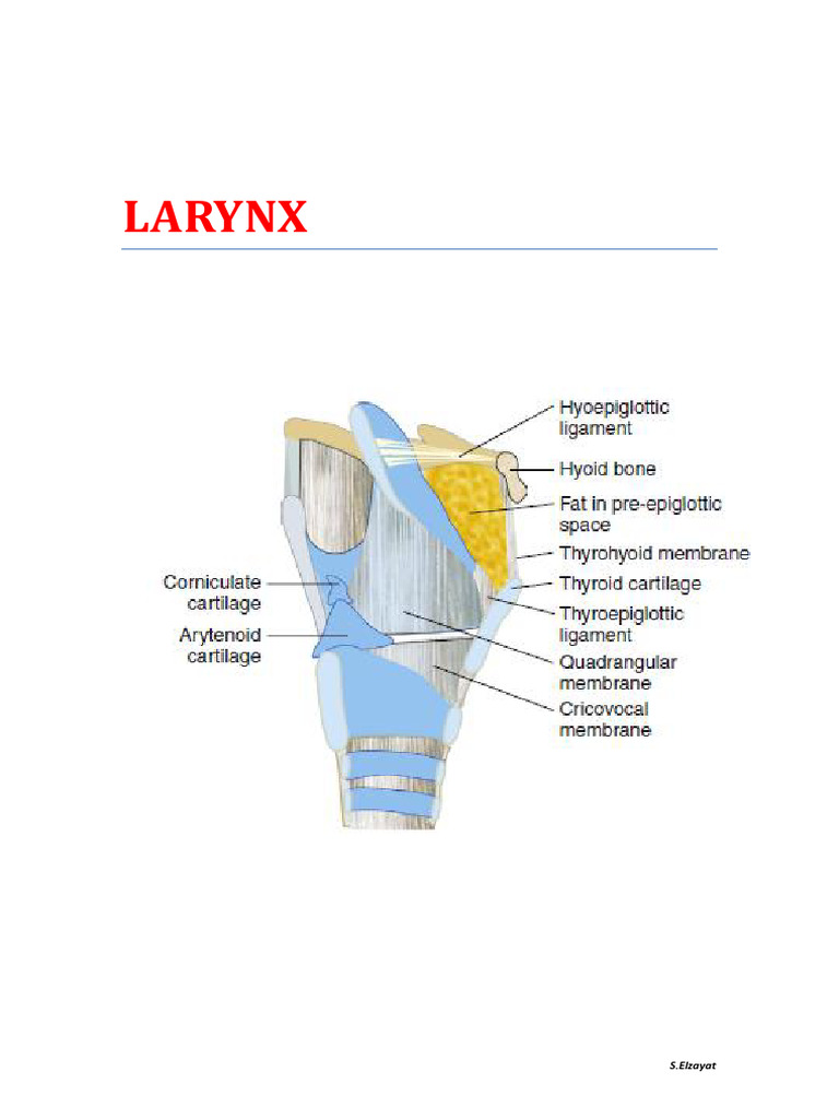 Larynx Anatomy And Functions Explained Pdf Larynx Human Anatomy