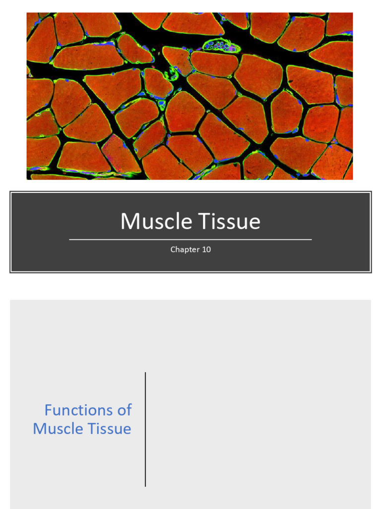 Functions and Types of Muscle Tissue | PDF | Muscle Contraction ...