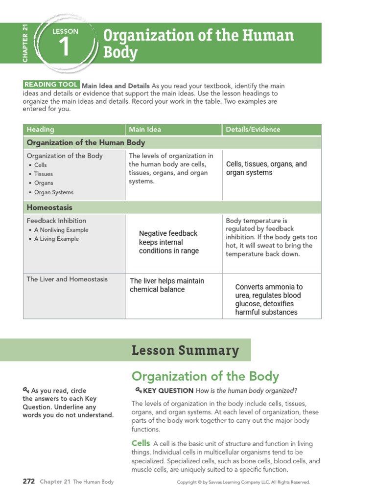 Human Body Organization and Homeostasis | PDF | Immune System ...