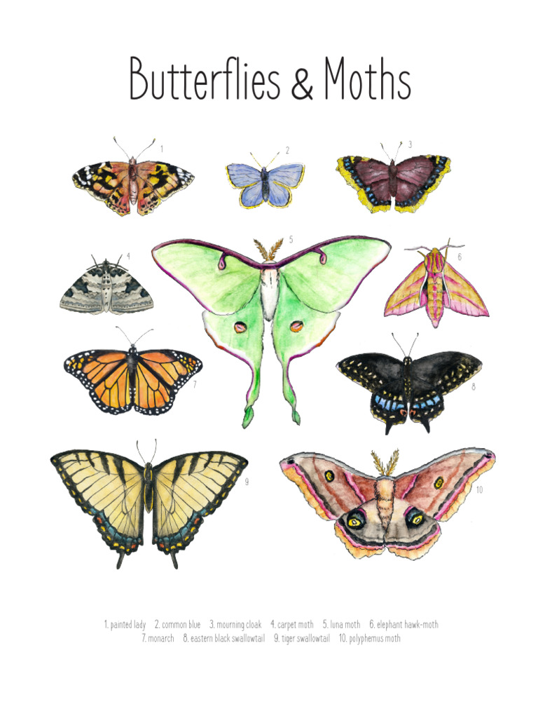 Butterflies and Moths Freebie | PDF | Butterfly | Pupa
