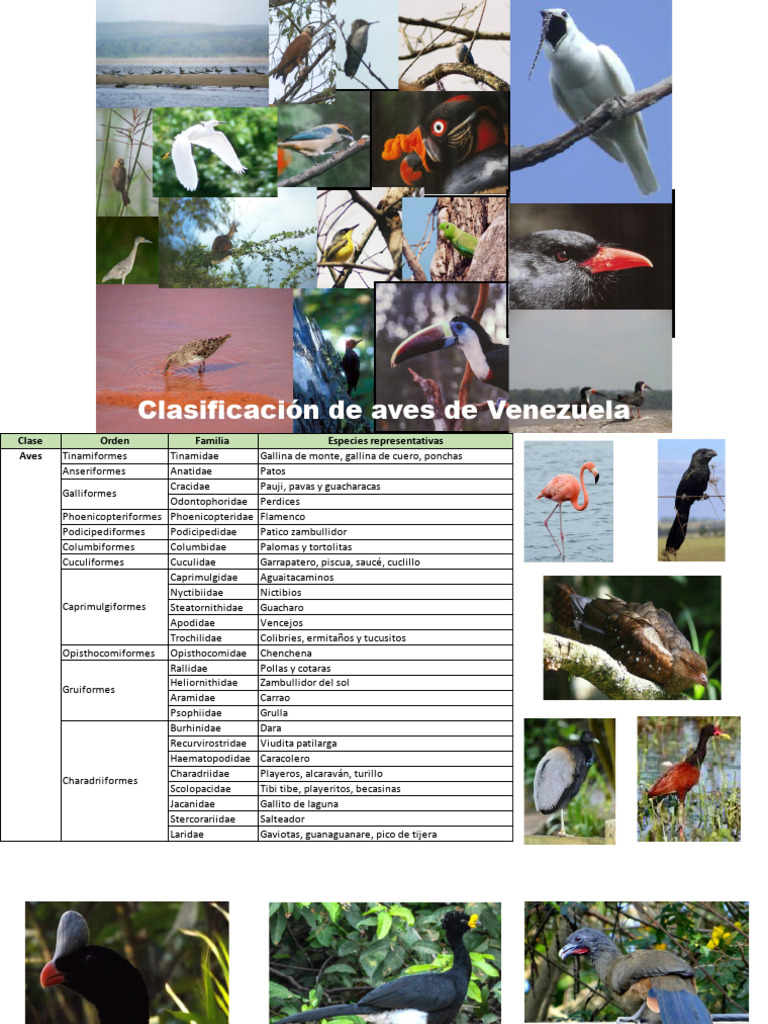 Clasificación de Aves en Venezuela | PDF | Aves | Ornitología