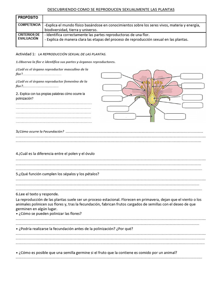 Descubriendo Como Se Reproducen Sexualmente Las Plantas | PDF | Flores ...