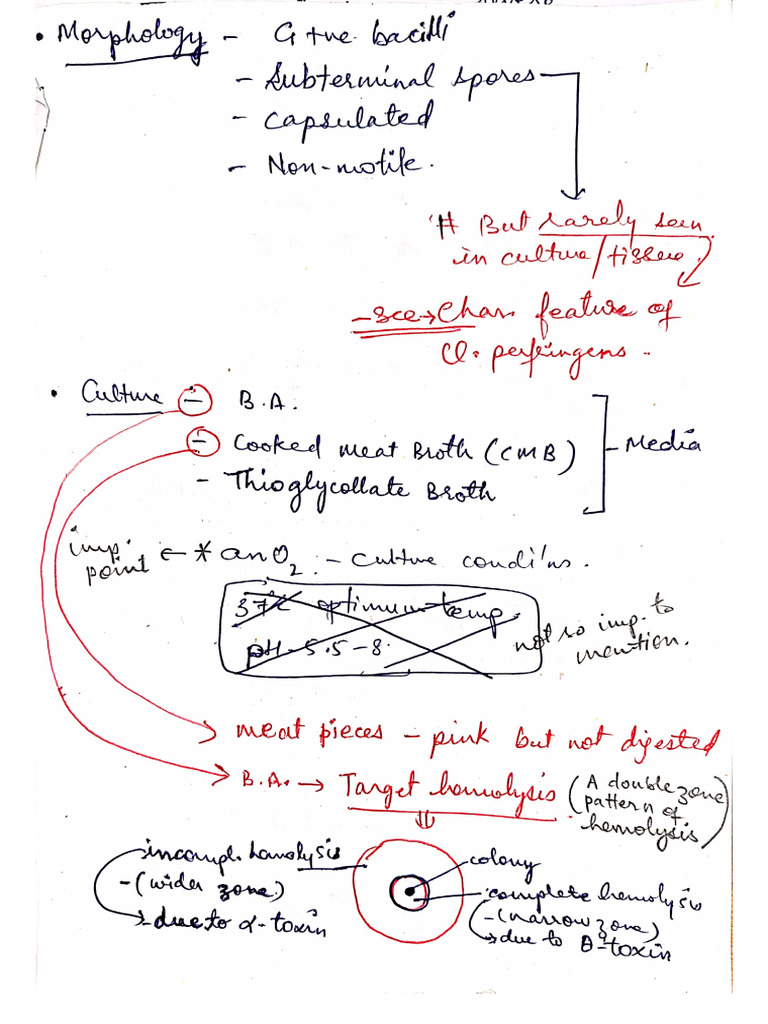 Clostridium Class Notes 2 Pdf