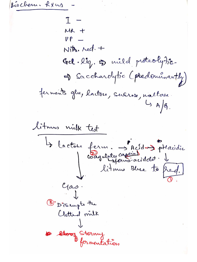 Clostridium Class Notes - 3 | PDF