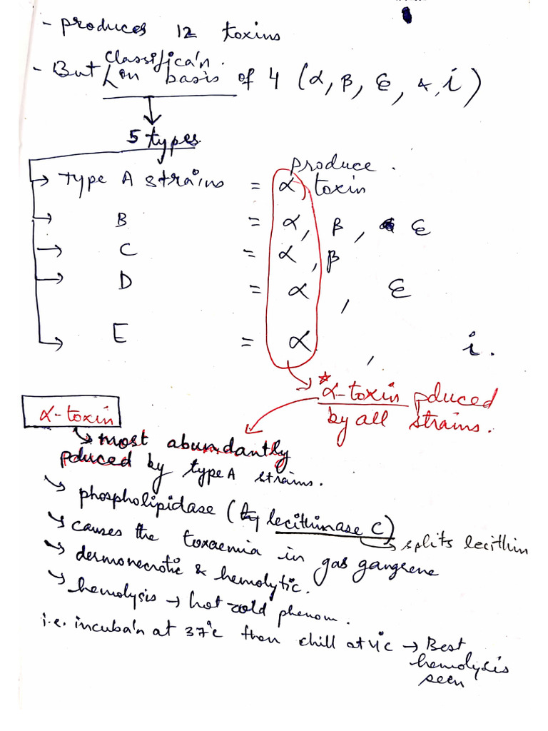 Clostridium Class Notes - 4 | PDF