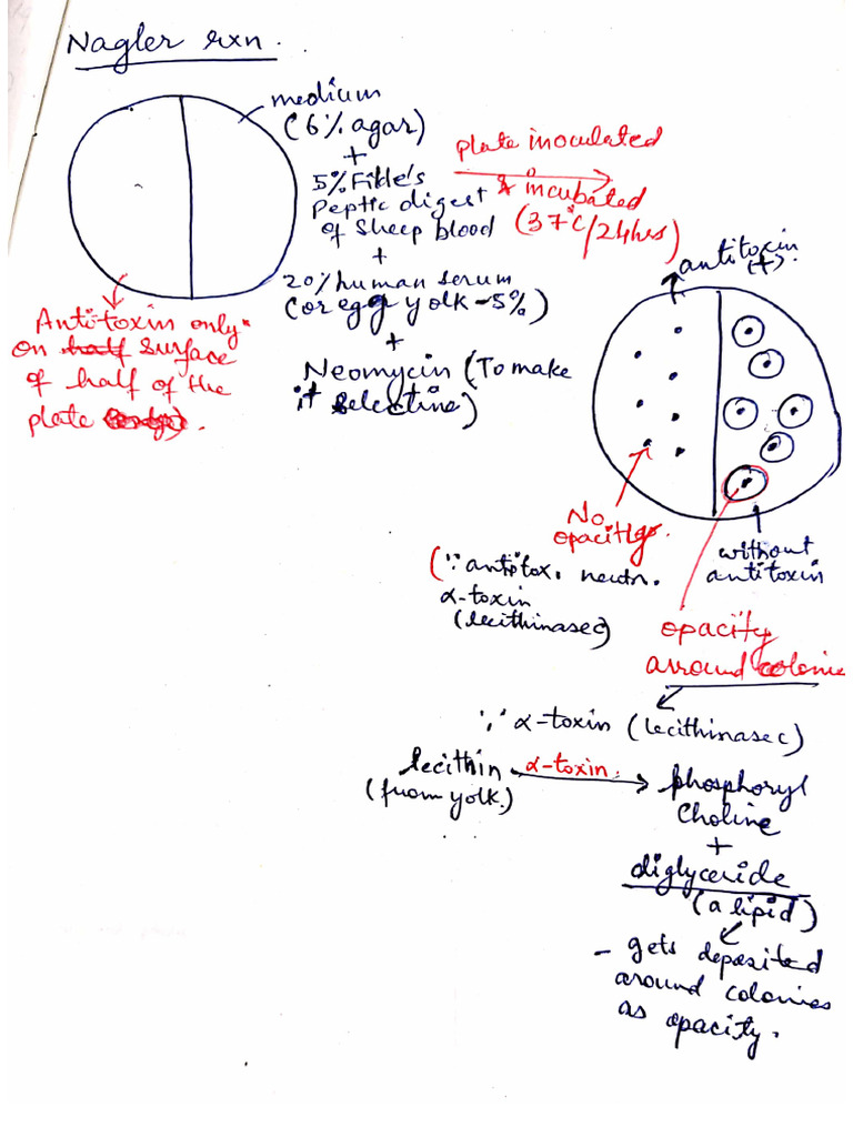 Clostridium Class Notes - 5 | PDF