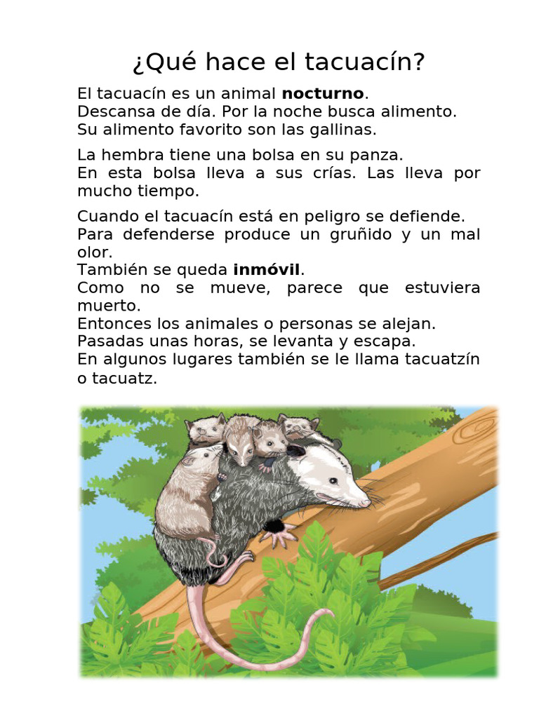 Qué Hace El Tacuacín | PDF