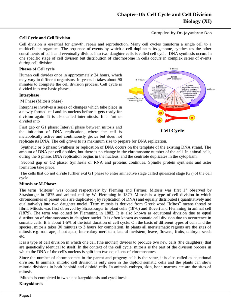 Cell Cycle: Growth and Division Overview | PDF | Meiosis | Mitosis