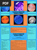 Tejido Conductor Vegetal | PDF | Fisiología de las plantas | Botánica