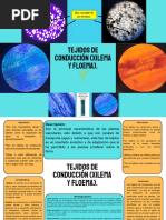 Tejido Conductor Vegetal | PDF | Fisiología de las plantas | Botánica