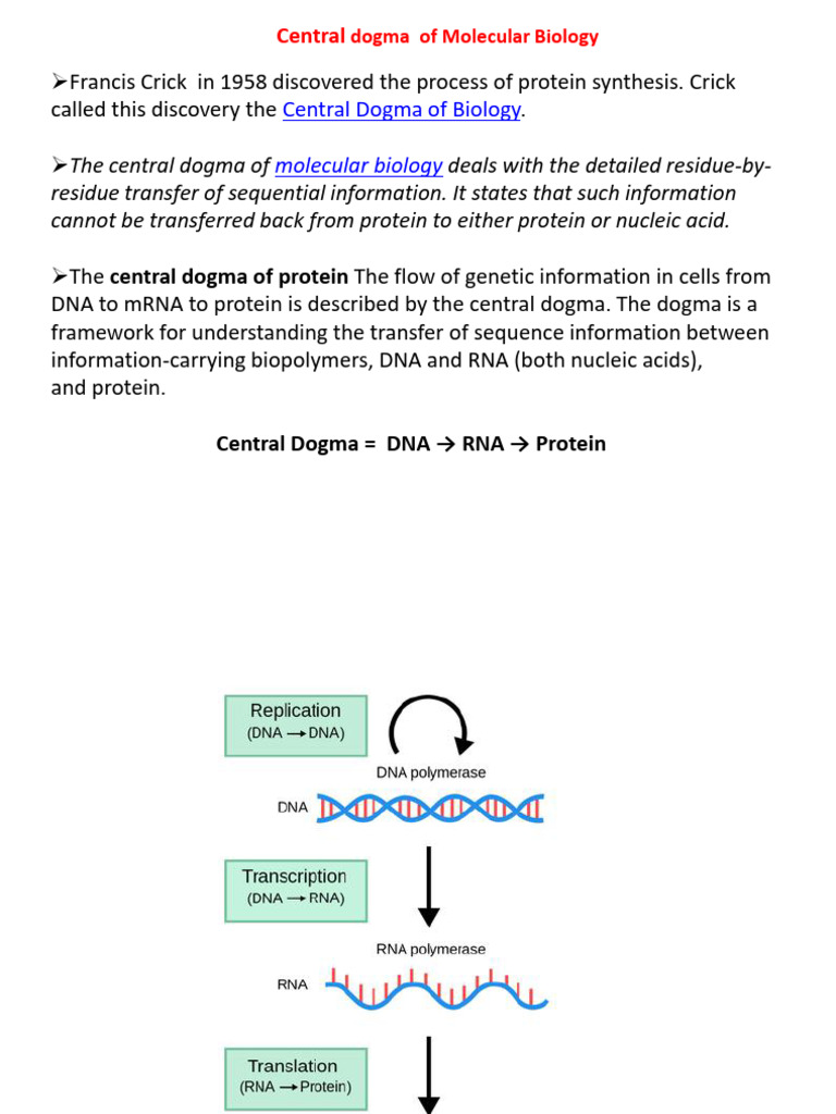 Central Dogma | PDF | Messenger Rna | Translation (Biology)