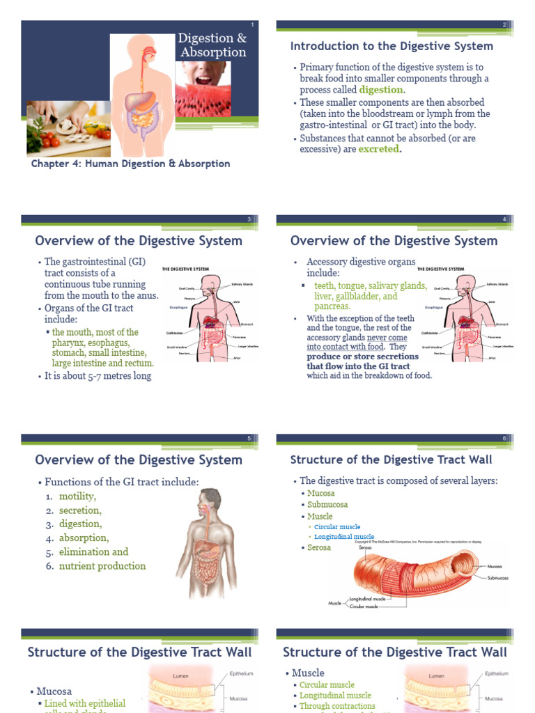 Topic 2 - Digestive System Summer 2022 | PDF | Stomach ...