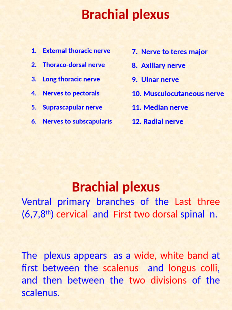 Nerve Supply To Limbs | PDF | Human Leg | Neuroanatomy