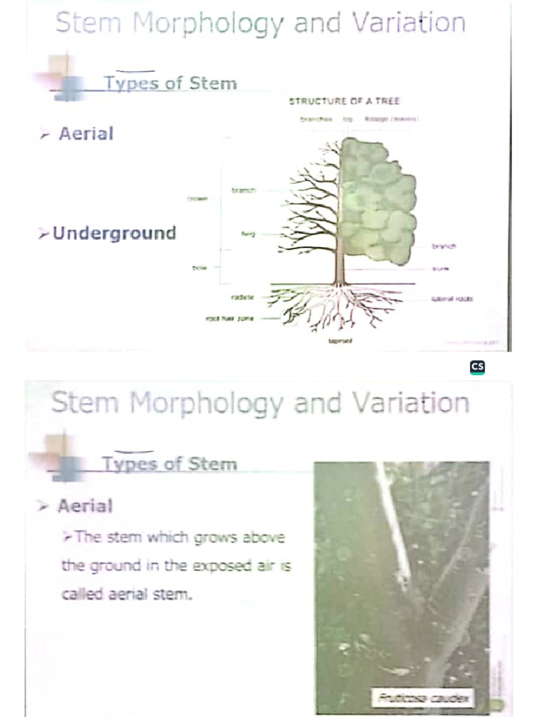 Stem Morphology and Variation | PDF