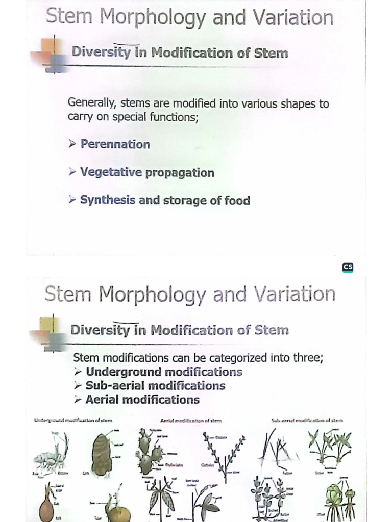 Diversity in Modification of Stem | PDF