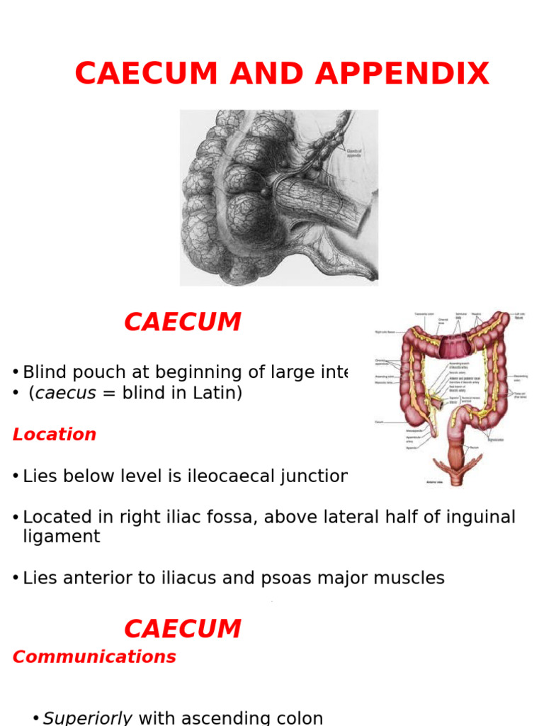 Anatomy of the Caecum and Appendix | PDF | Peritoneum | Abdomen