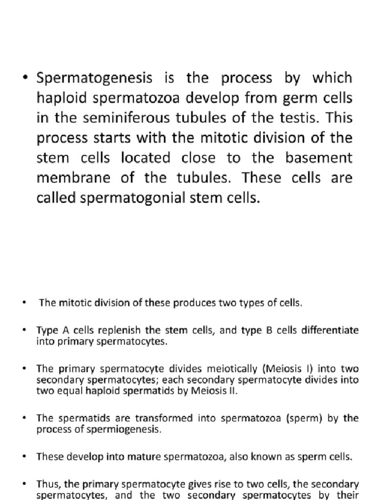 Spermatogenesis | PDF