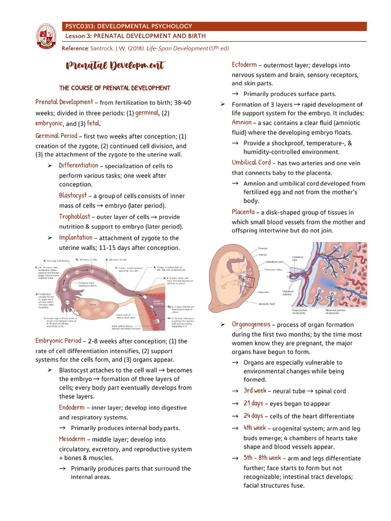 Week 3 - Prenatal Development and Birth | PDF | Childbirth | Prenatal ...