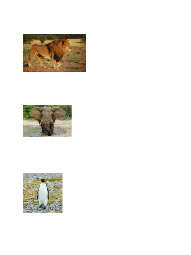 Animal Identification Quiz Questions | PDF