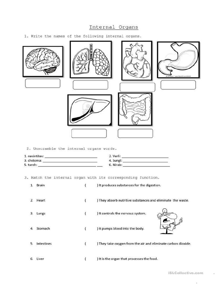 Internal Organs | PDF