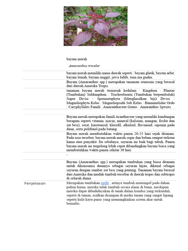 Tanaman Bayam Merah: Amaranthus Tricolor | PDF