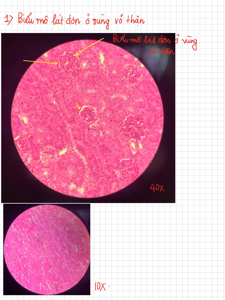 MD1 - Mô Học | PDF