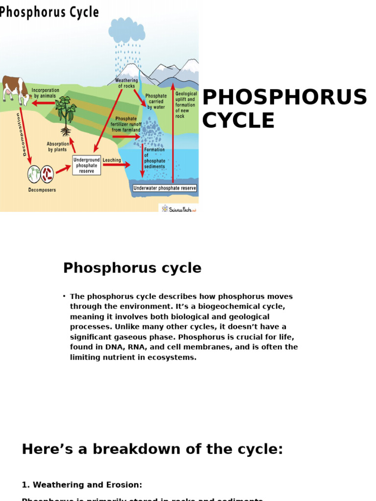 Phosphorus Cycle Overview and Processes | PDF