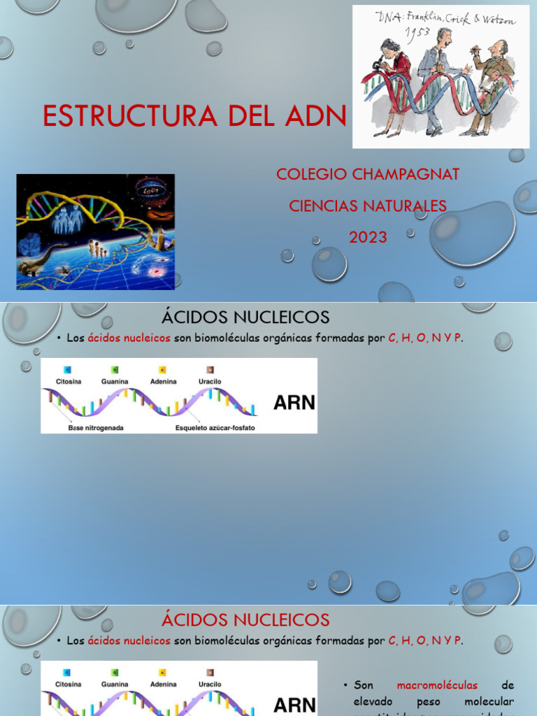 Estructura Del Adn 2023 | PDF | Nucleótidos | Adn