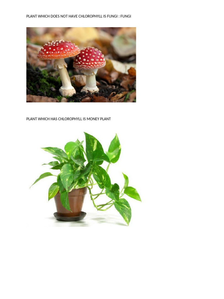 Biology Project of Darsh Gulati | PDF
