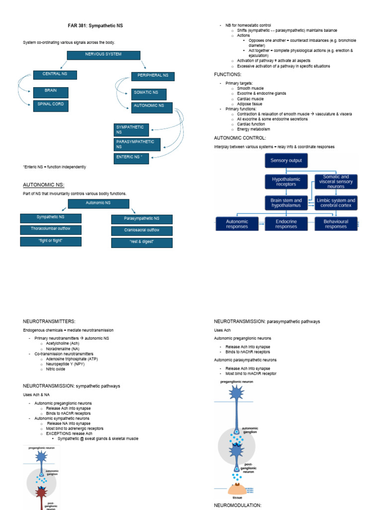 Understanding the Sympathetic Nervous System | PDF | Acetylcholine ...