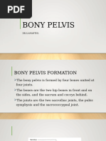 Anatomy of the Pelvis Explained | PDF | Pelvis | Vertebra