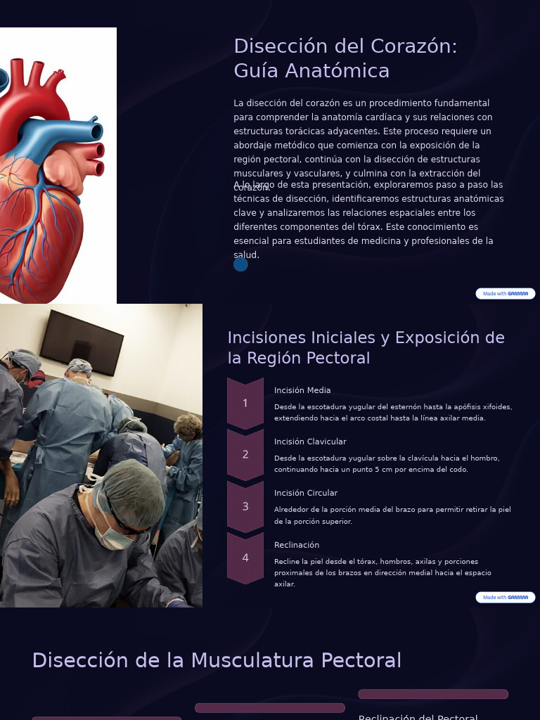 Diseccion Del Corazon Guia Anatomica | PDF | Tórax | Sistema ...