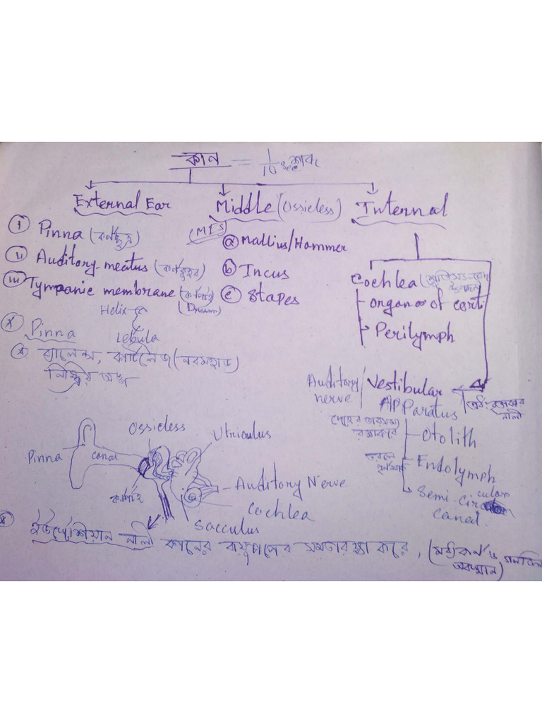 Ear Note | PDF
