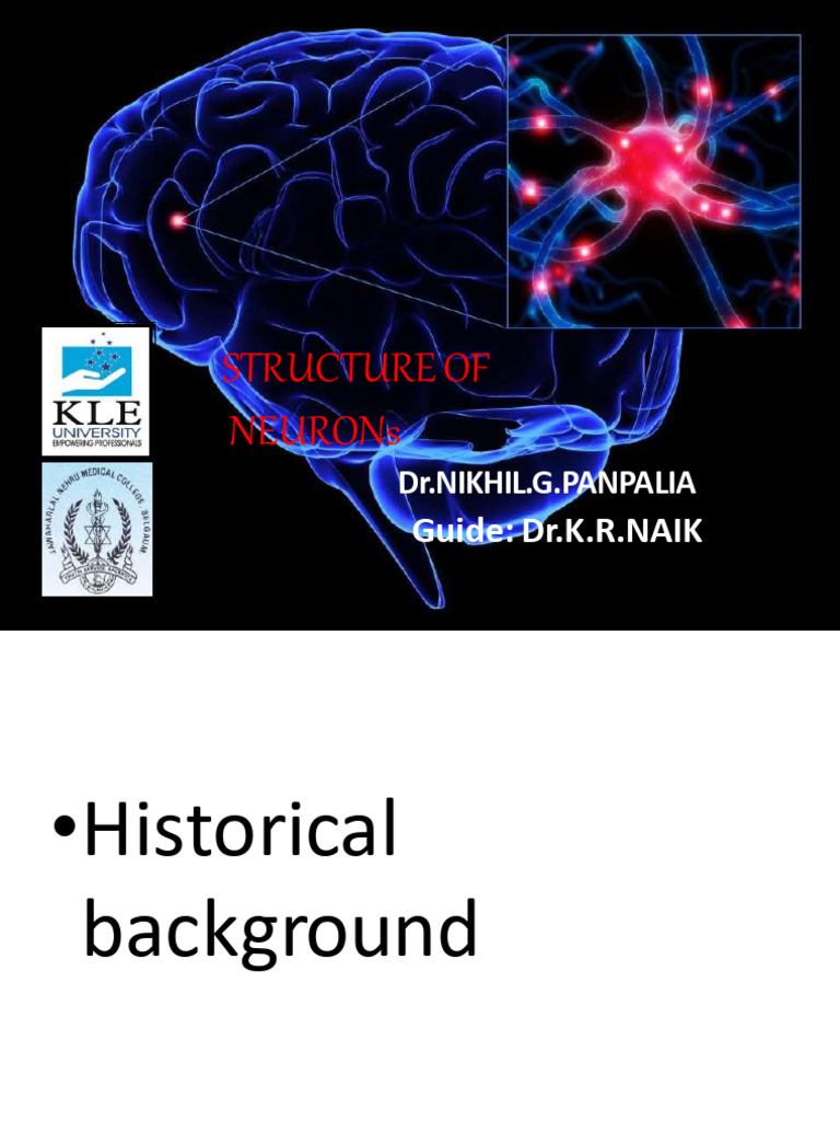 Neuron Structure and Function (Slides) | PDF | Chemical Synapse | Synapse