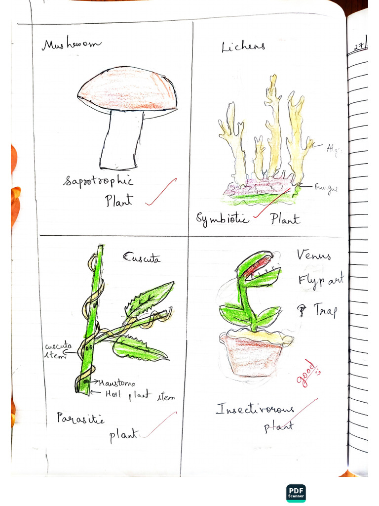 7th Science Notes | PDF