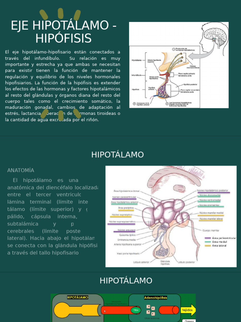 Eje Hipotálamo - Hipófisis | PDF